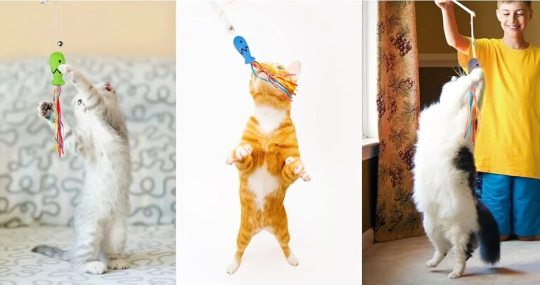 Top 10 Toys for Hyperactive Cats | PCH